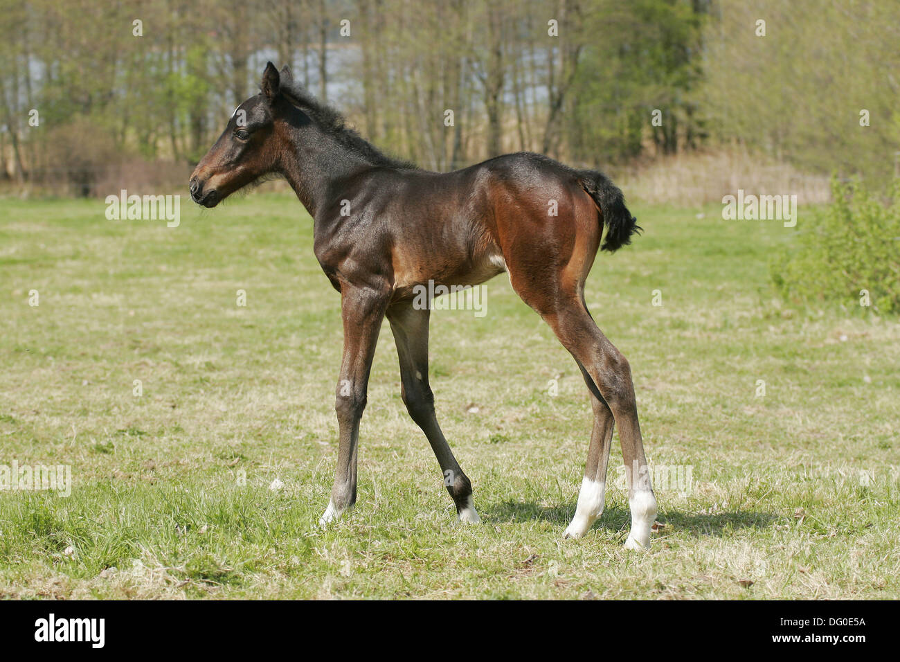 Trotter horse hi-res stock photography and images - Alamy