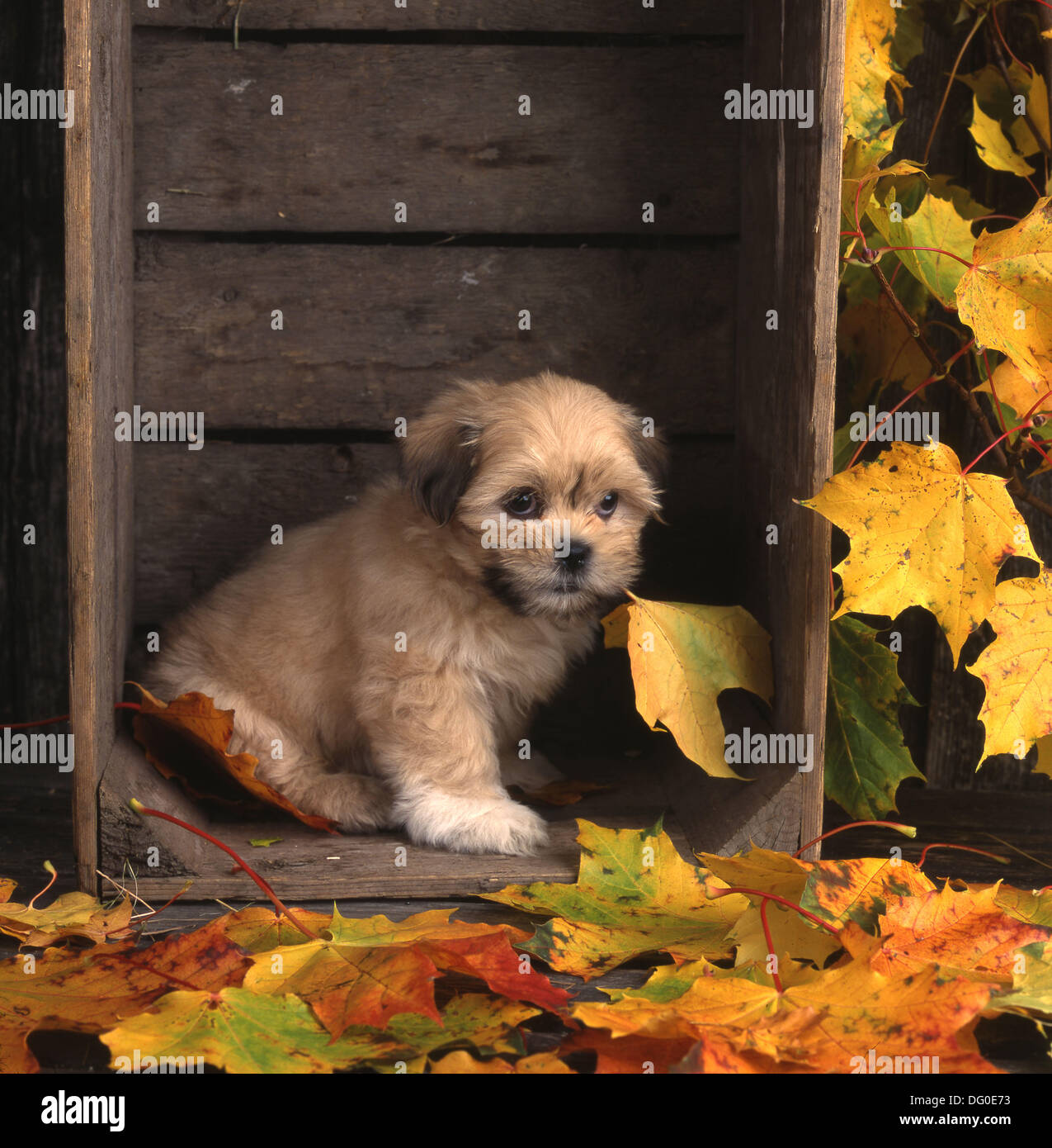 Lhasa Apso Pup High Resolution Stock Photography and Images - Alamy