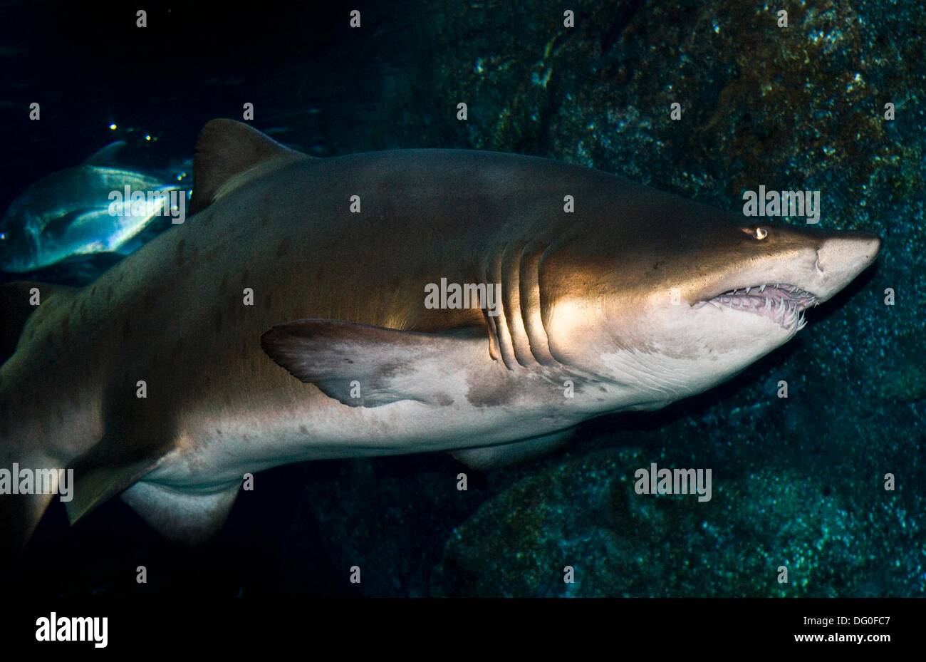 Scary shark High Resolution Stock Photography and Images - Alamy