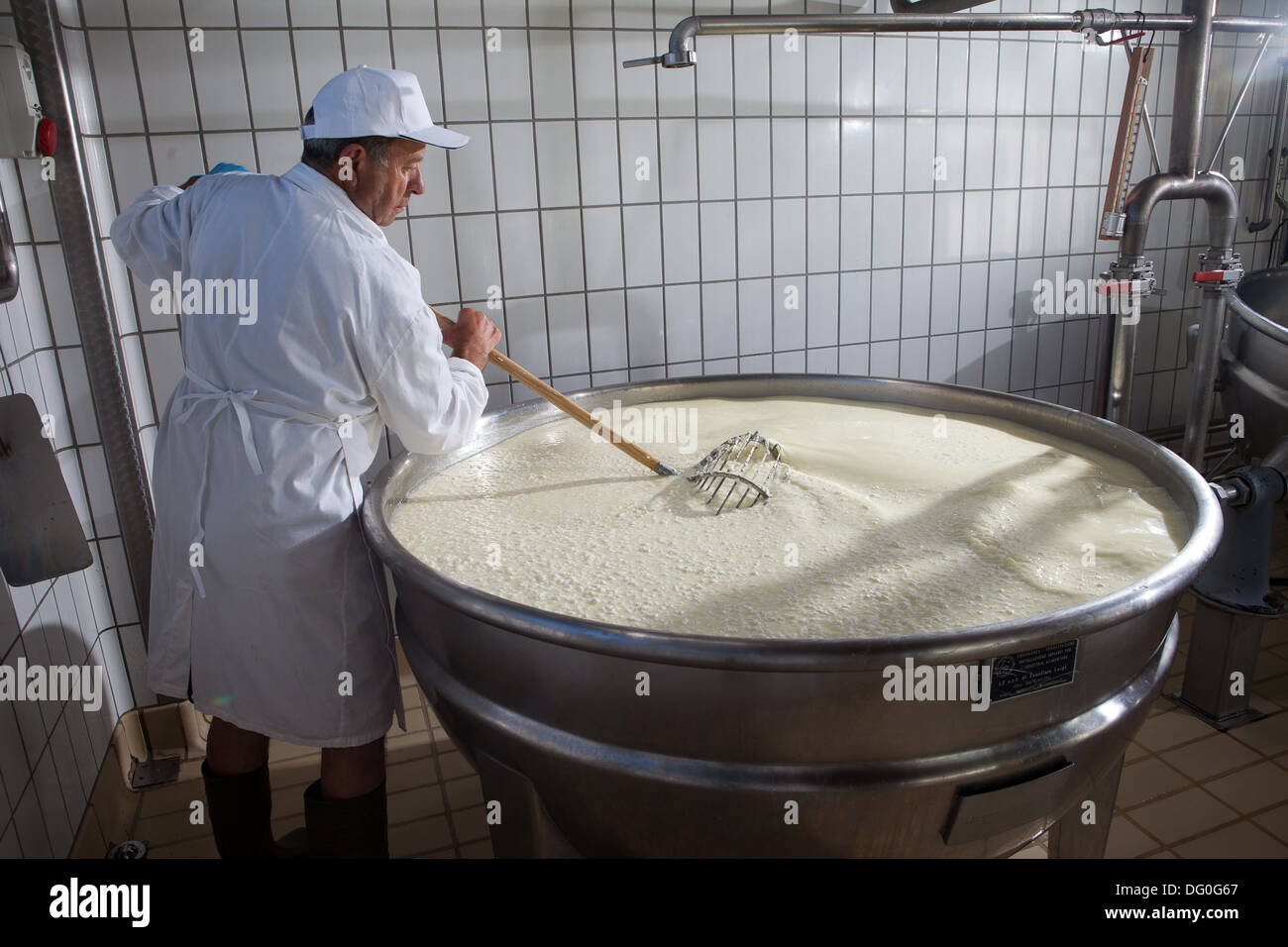 Valsassina, Taleggio DOP. Processing, traditional, cheese, dairy ...