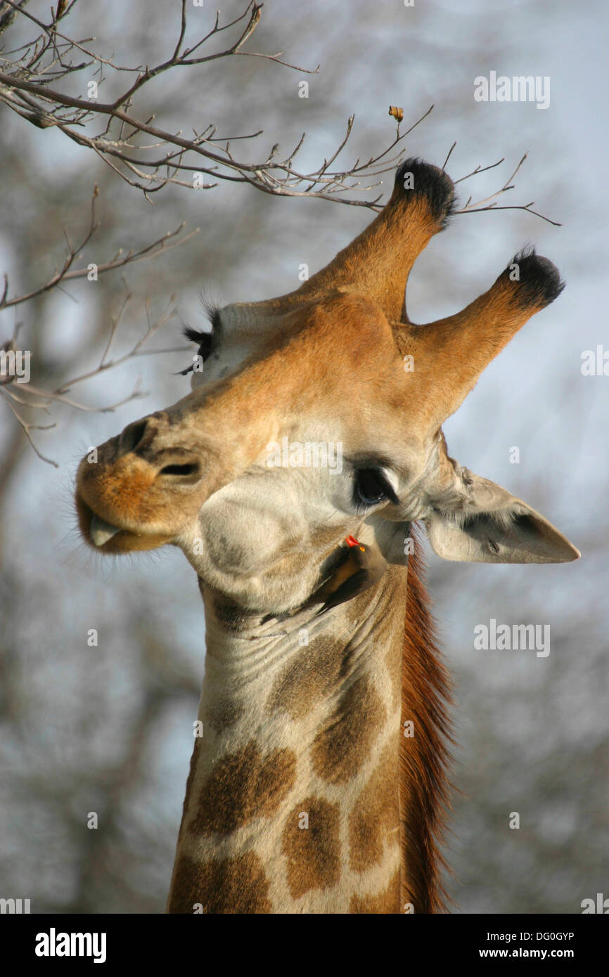Game reserves hi-res stock photography and images - Alamy