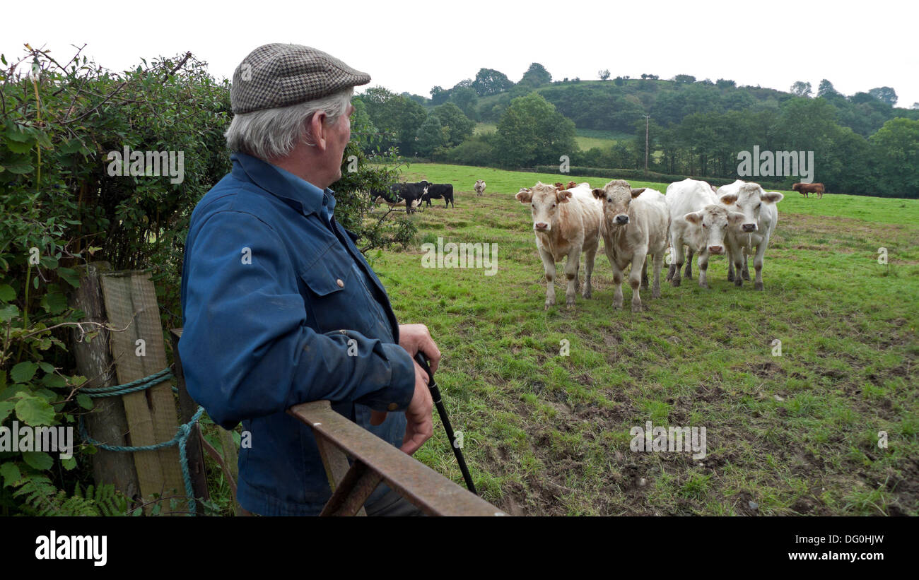 Rear back view of male farmer checking on his white cattle in a field ...