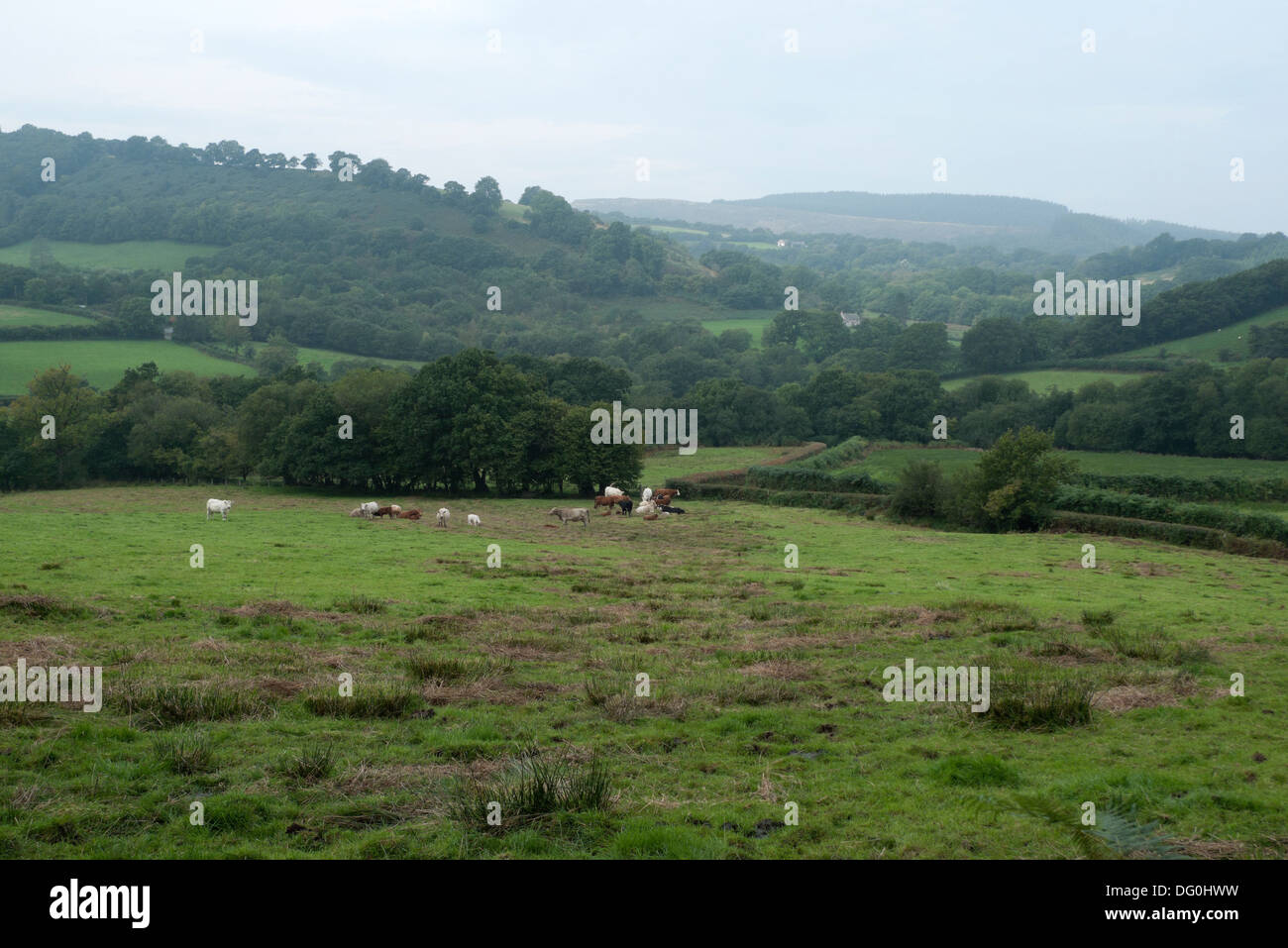 Cattle grazing in fields in an autumn landscape Llandovery Llanwrda ...