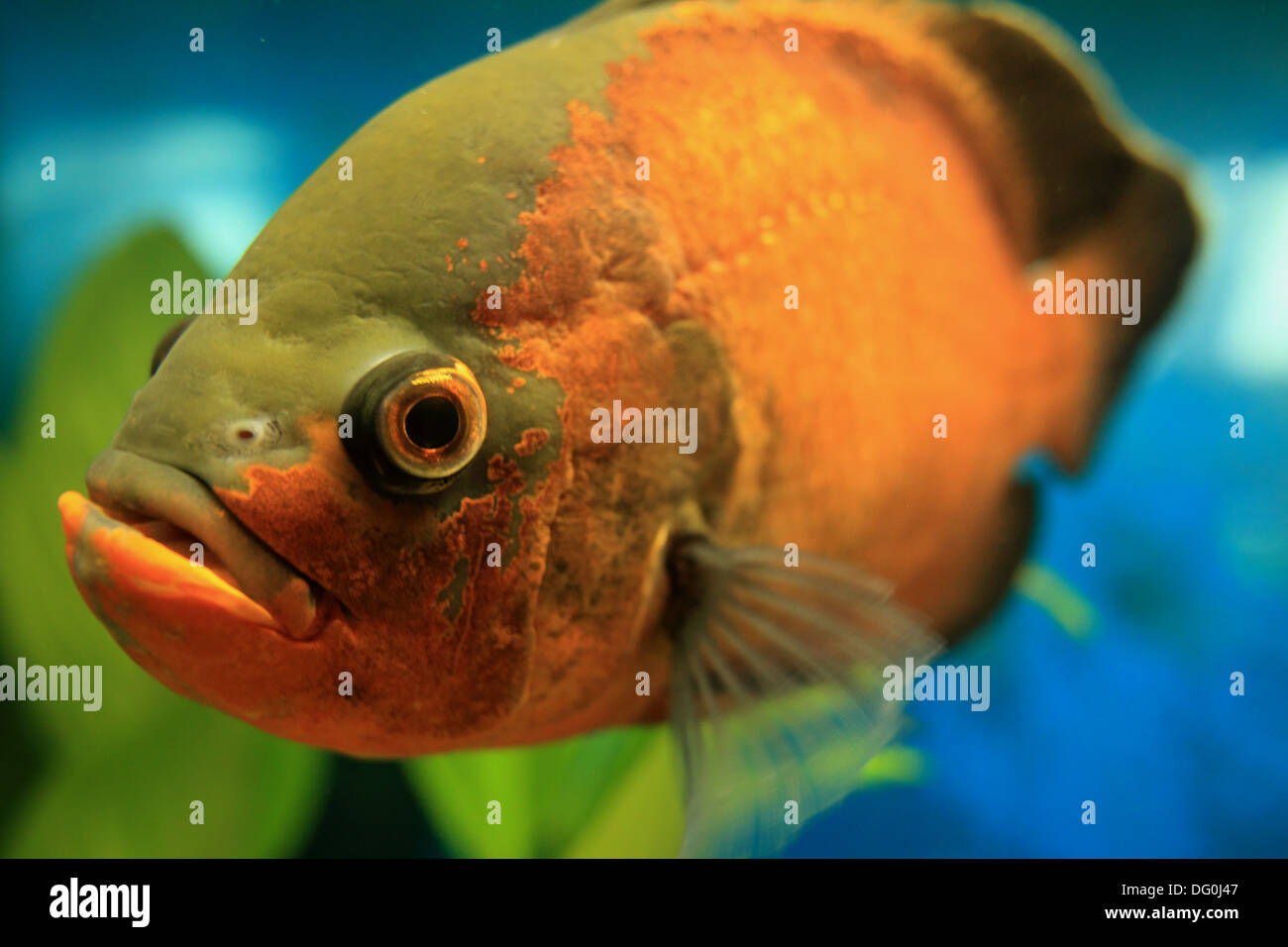 Oscar fish hi-res stock photography and images - Alamy