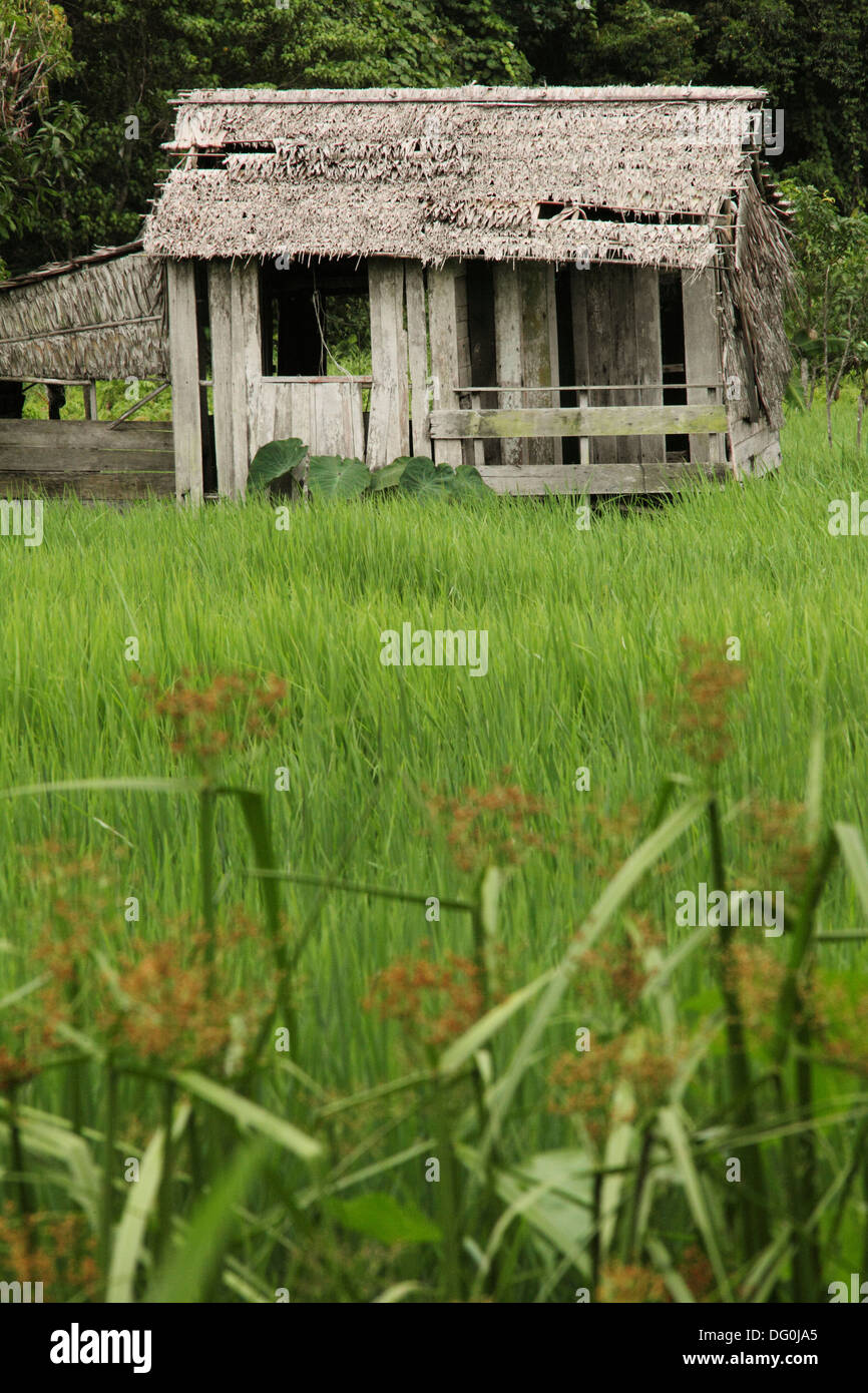 Camp Pueh padi field Stock Photo - Alamy