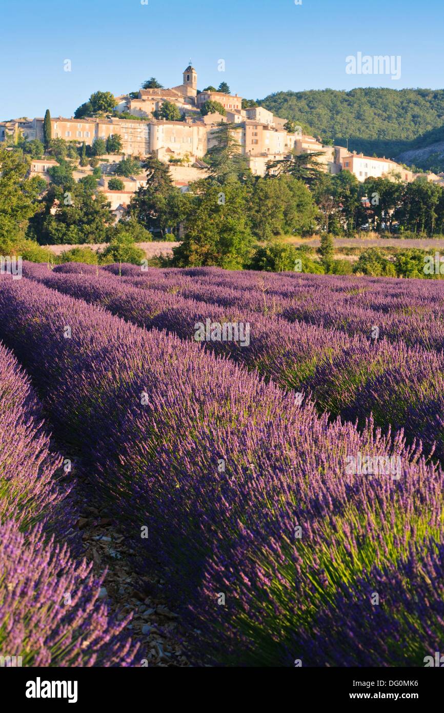 Lavender field with the town of Banon in the background, Provence ...