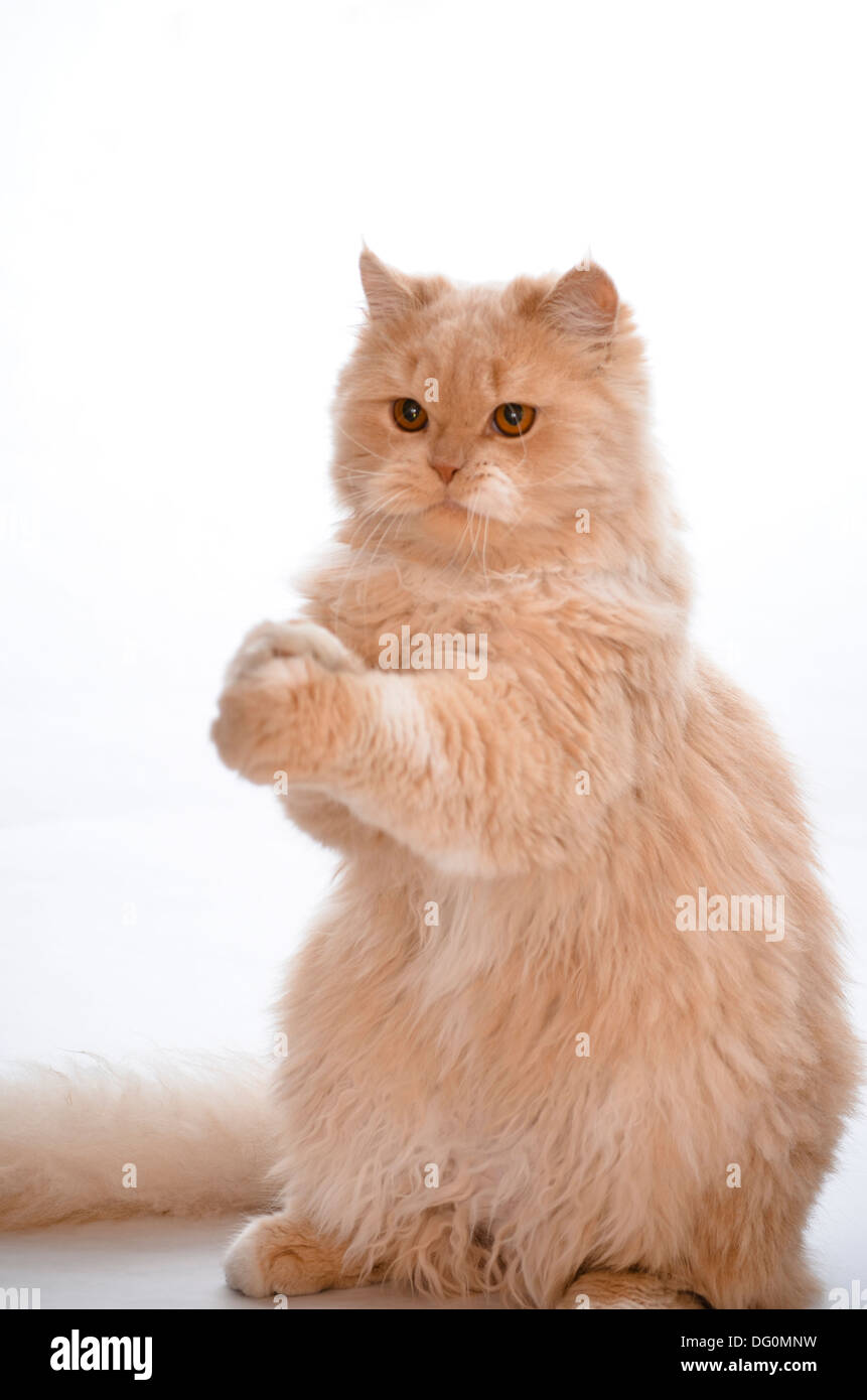 Cat paw close up hi-res stock photography and images - Alamy