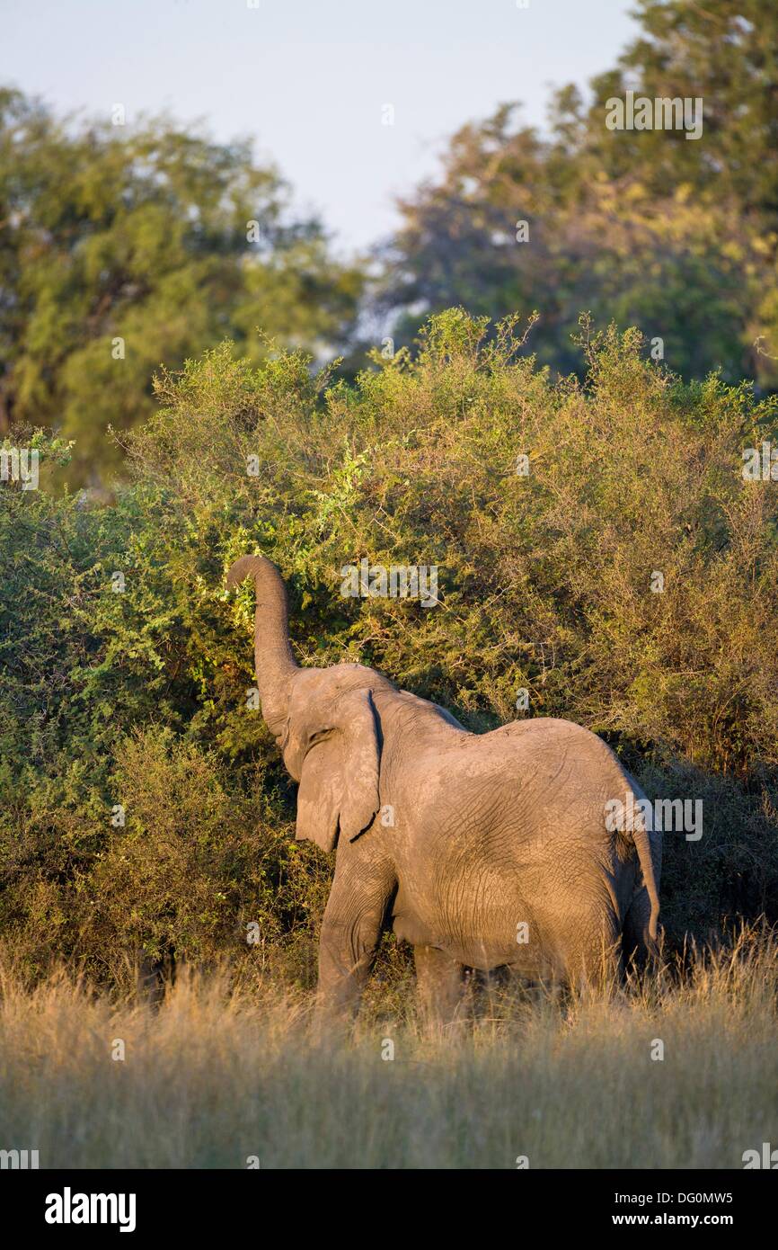 Elephant acacia okavango hi-res stock photography and images - Alamy