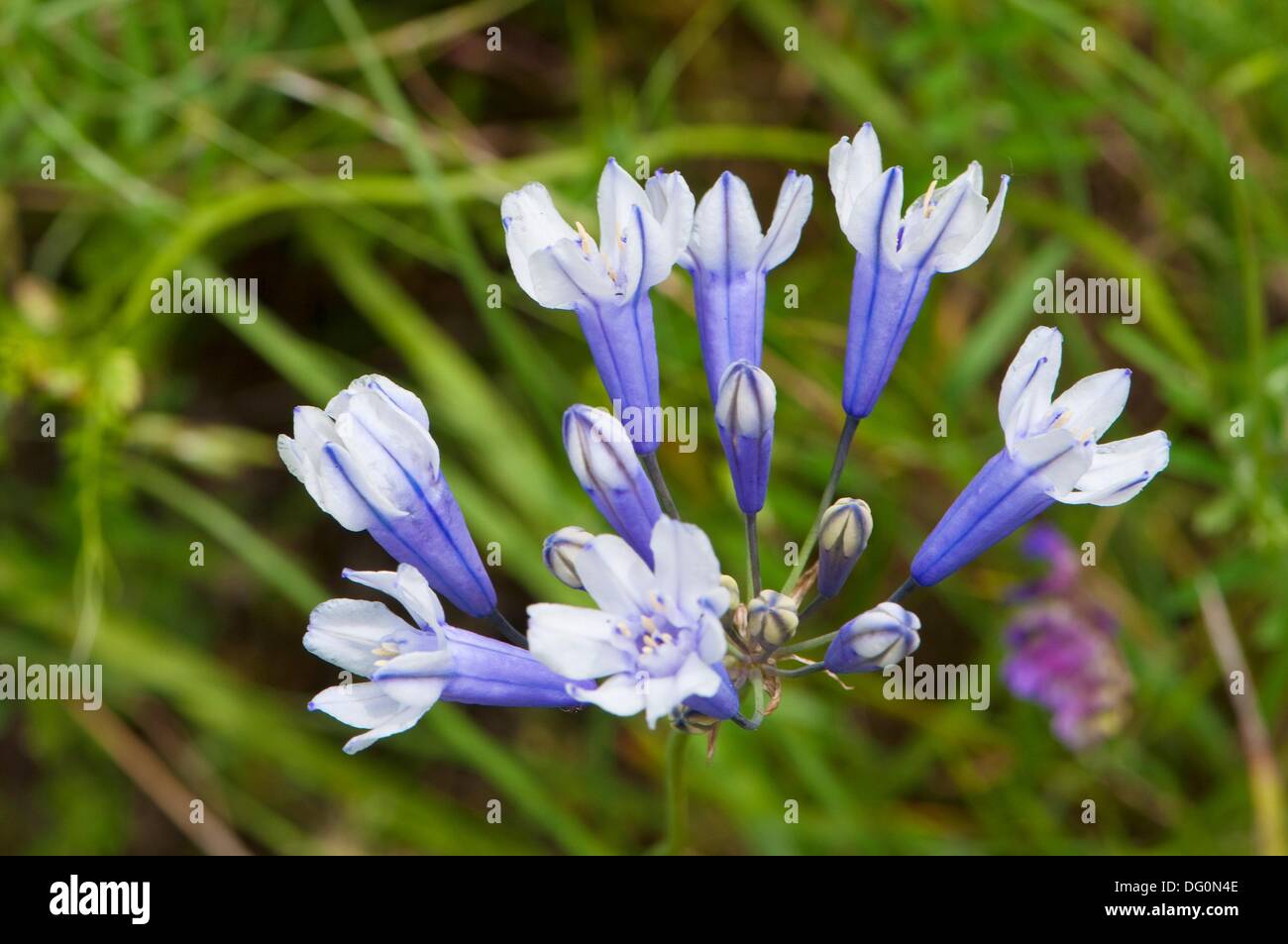 Cluster lily hi-res stock photography and images - Alamy