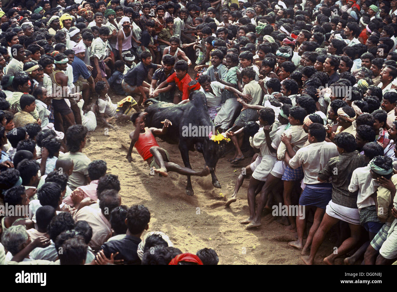 Jallikattu pongal hi-res stock photography and images - Alamy