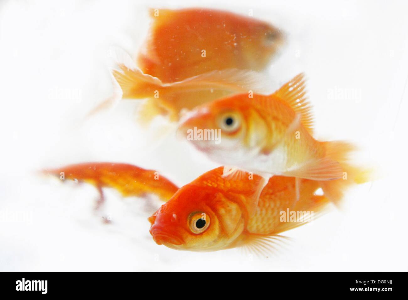 Two goldfish in glass bowl hi-res stock photography and images - Alamy