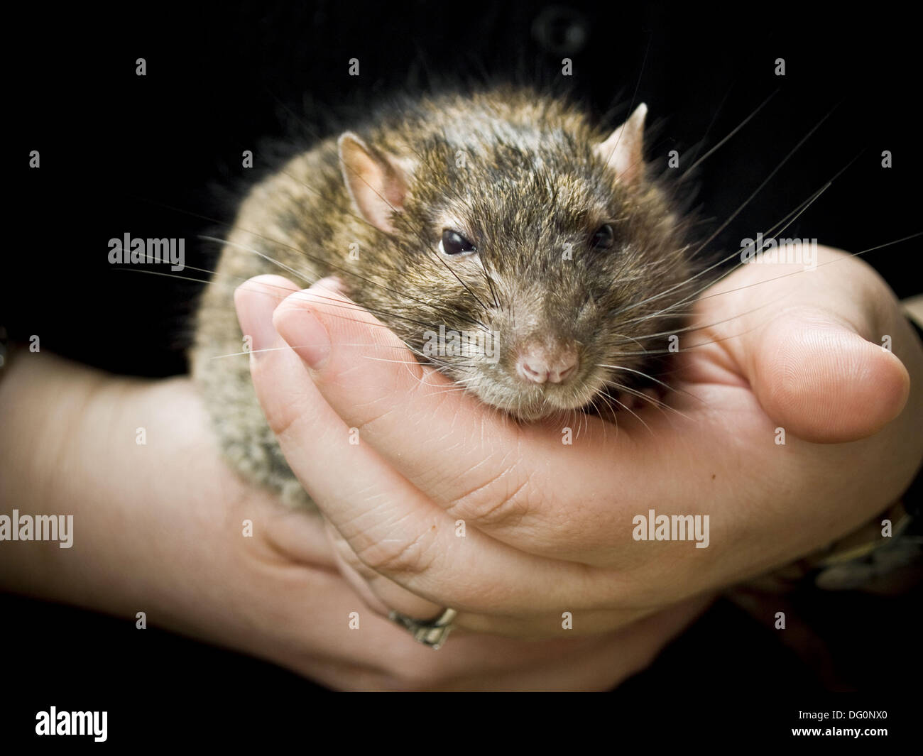 Cola animal hi-res stock photography and images - Alamy