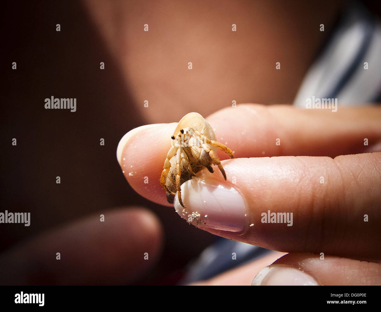 Concha animal hi-res stock photography and images - Alamy