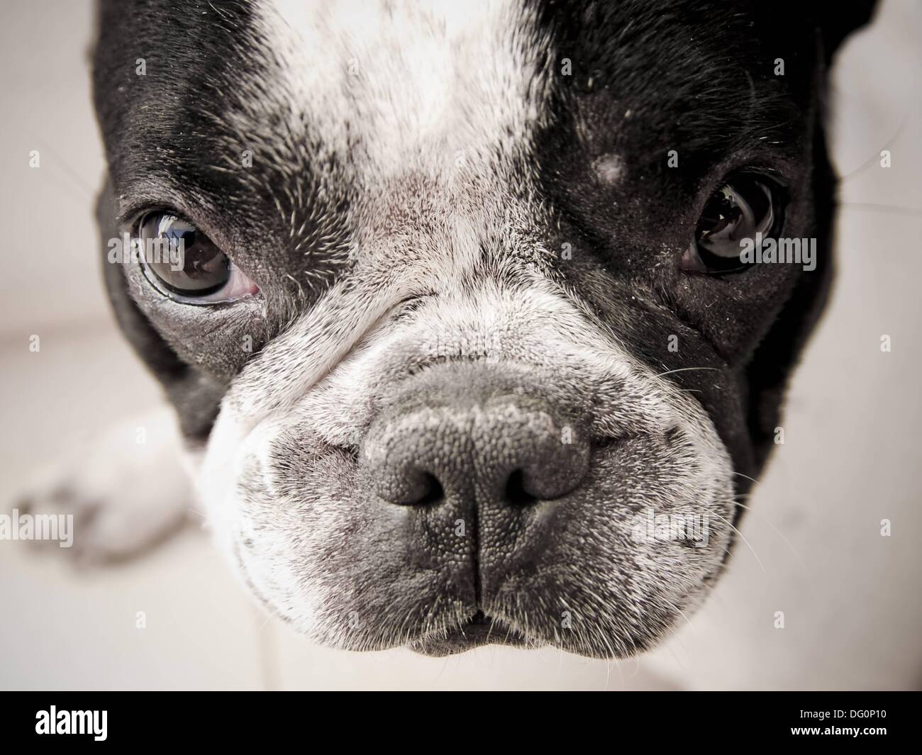 Fat bulldog hi-res stock photography and images - Alamy