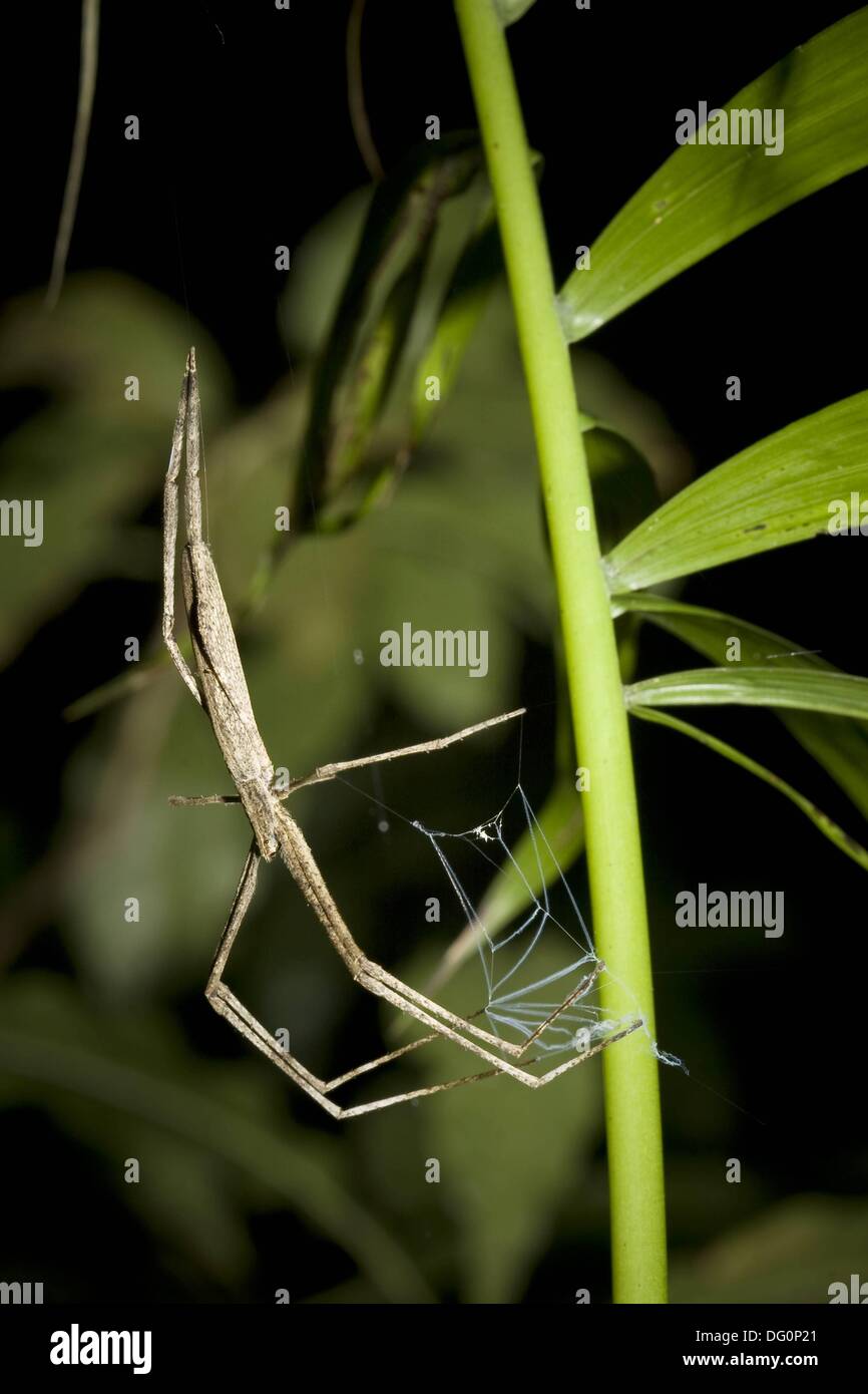 With net ogre faced spider hi-res stock photography and images - Alamy