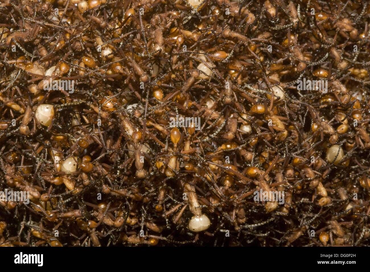 Family formicidae ants hi-res stock photography and images - Alamy