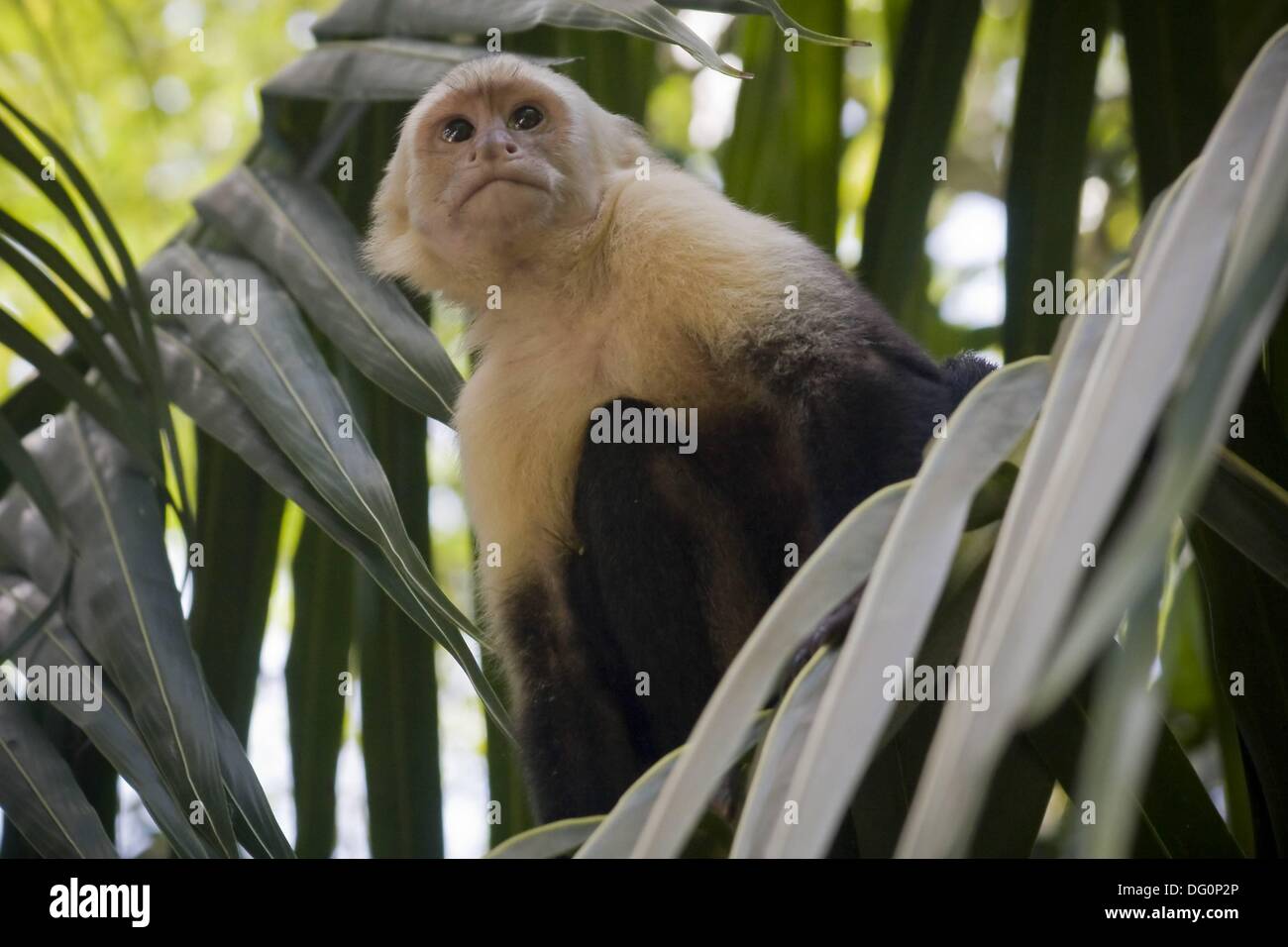 Black and white capuchin monkey in rainforest hi-res stock photography ...