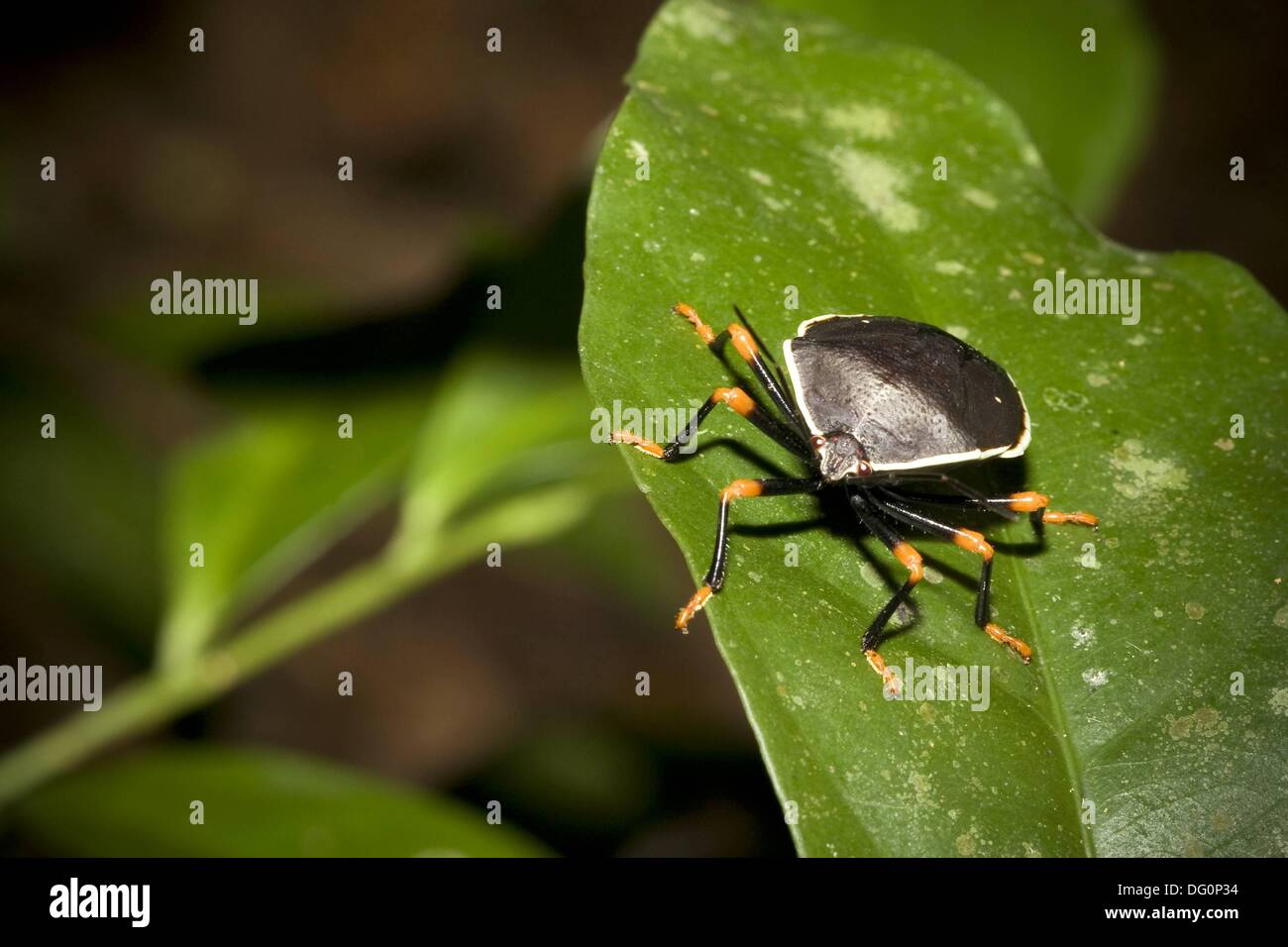 Hemiptera Pentatomidae