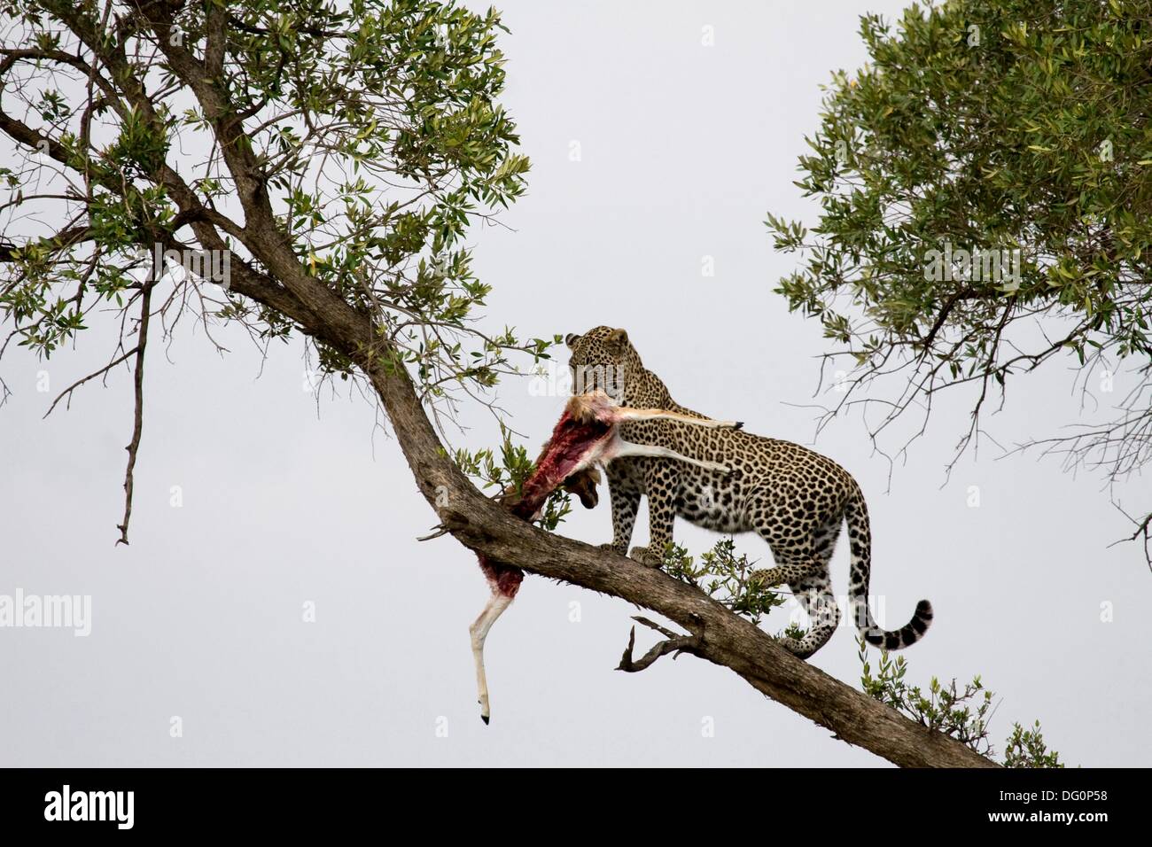 Leopard hunting gazelle hi-res stock photography and images - Alamy