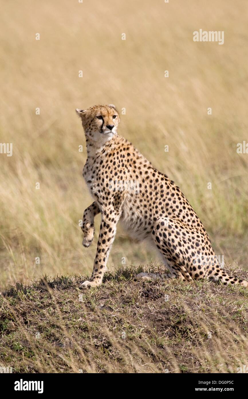 A female cheetah with an injured right paw scans the plains for prey in ...