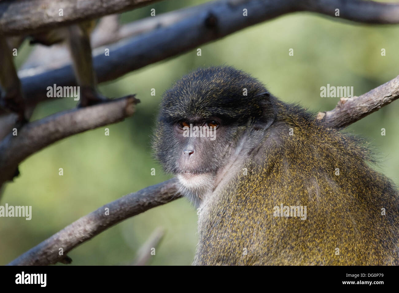 Allen's swamp monkey hi-res stock photography and images - Alamy
