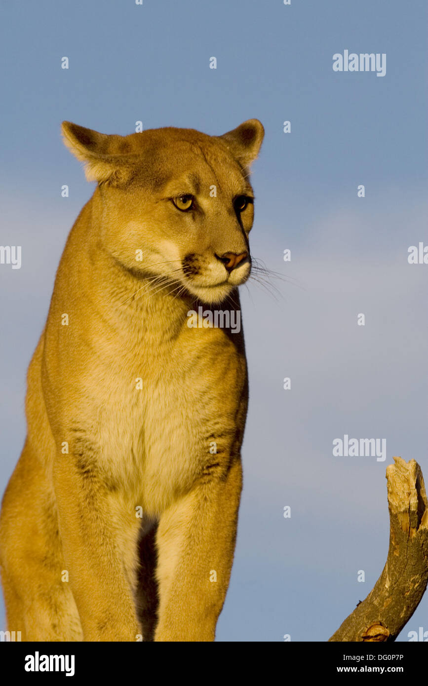 Mountain lion puma concolor in tree hi-res stock photography and images ...