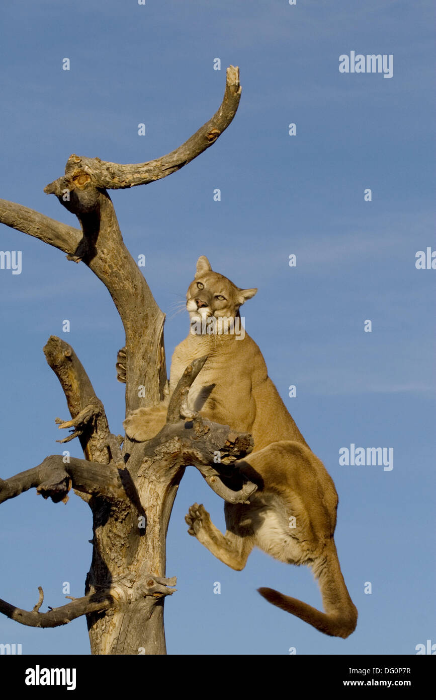 Mountain Lion Cougar Jump High Resolution Stock Photography and Images ...