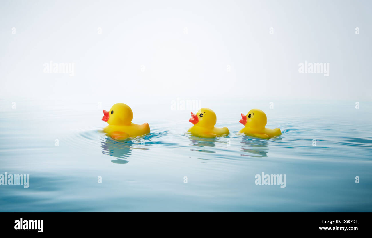 two yellow rubber ducklings following mother duck Stock Photo - Alamy