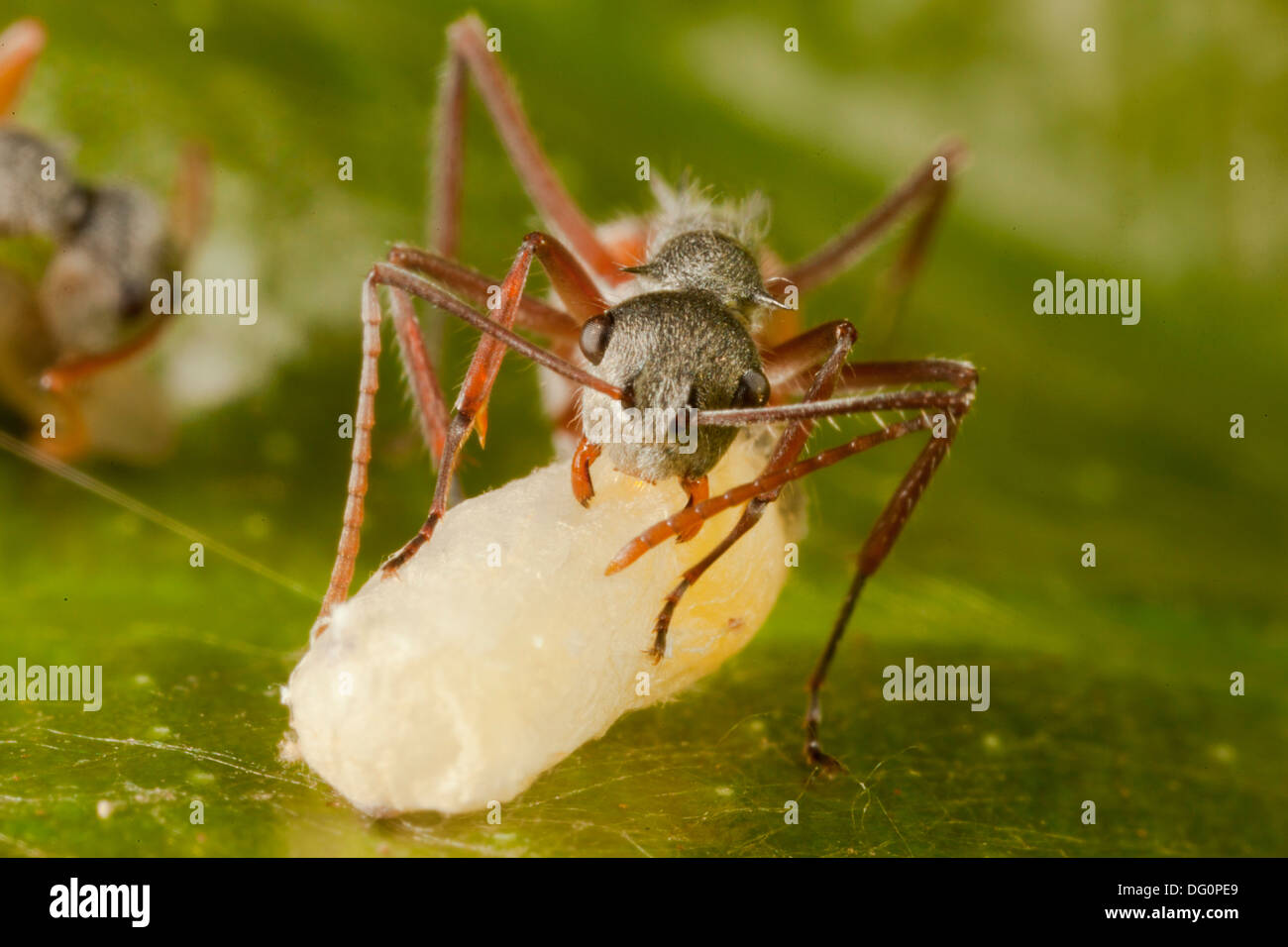 Ants and its pupa from Kampung Skudup, Sarawak, Malaysia Stock Photo ...