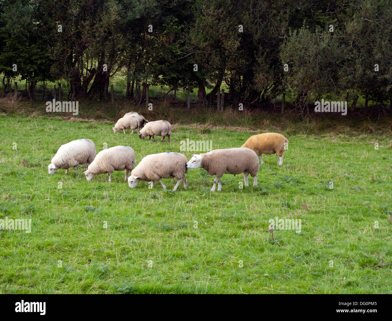 Sheep mating hi-res stock photography and images - Alamy