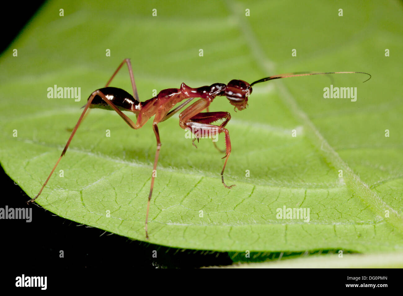 Ant mimic mantis hi-res stock photography and images - Alamy