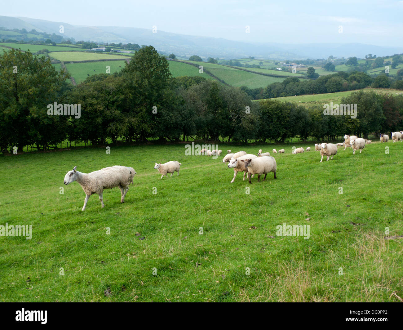 Sheep Mating Stock Photos & Sheep Mating Stock Images - Alamy