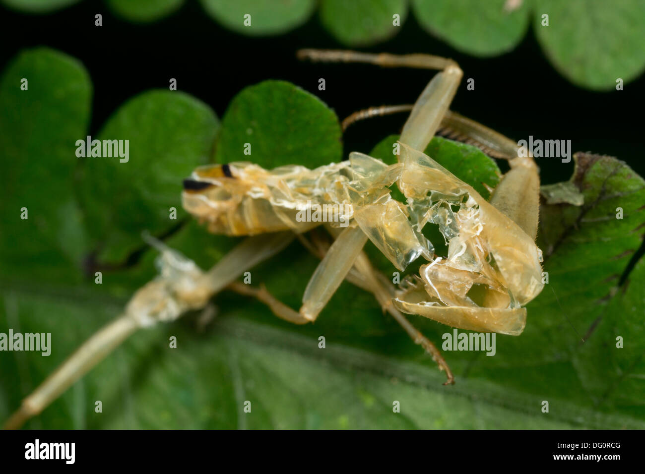 Ants carcass hi-res stock photography and images - Alamy