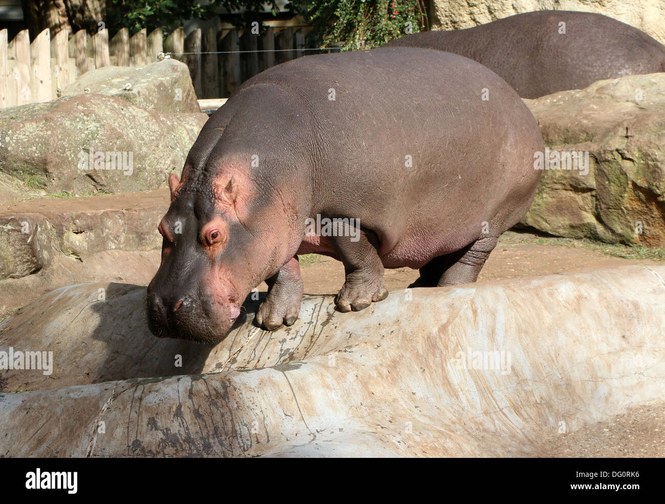 Hippo (Hippopotamus amphibius) in a zoo setting Stock Photo - Alamy