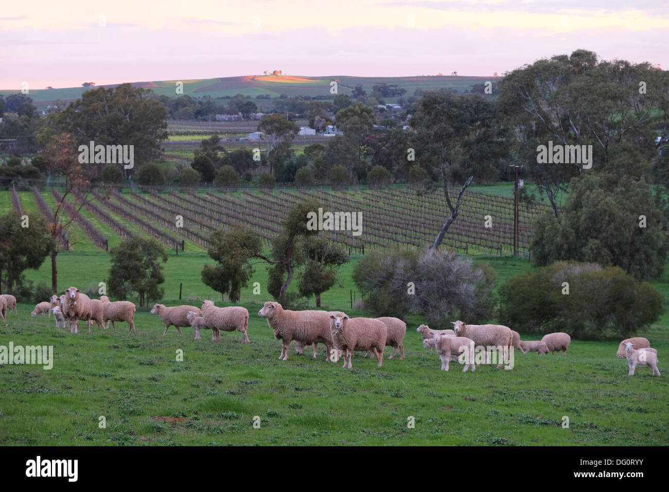 In the Clare Valley Stock Photo - Alamy