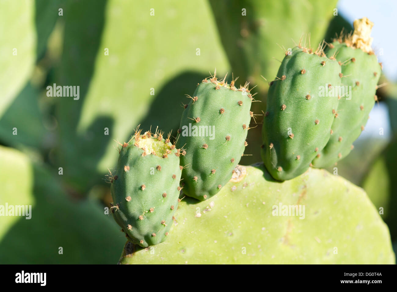 Sicily prickly pear cactus Stock Photo - Alamy