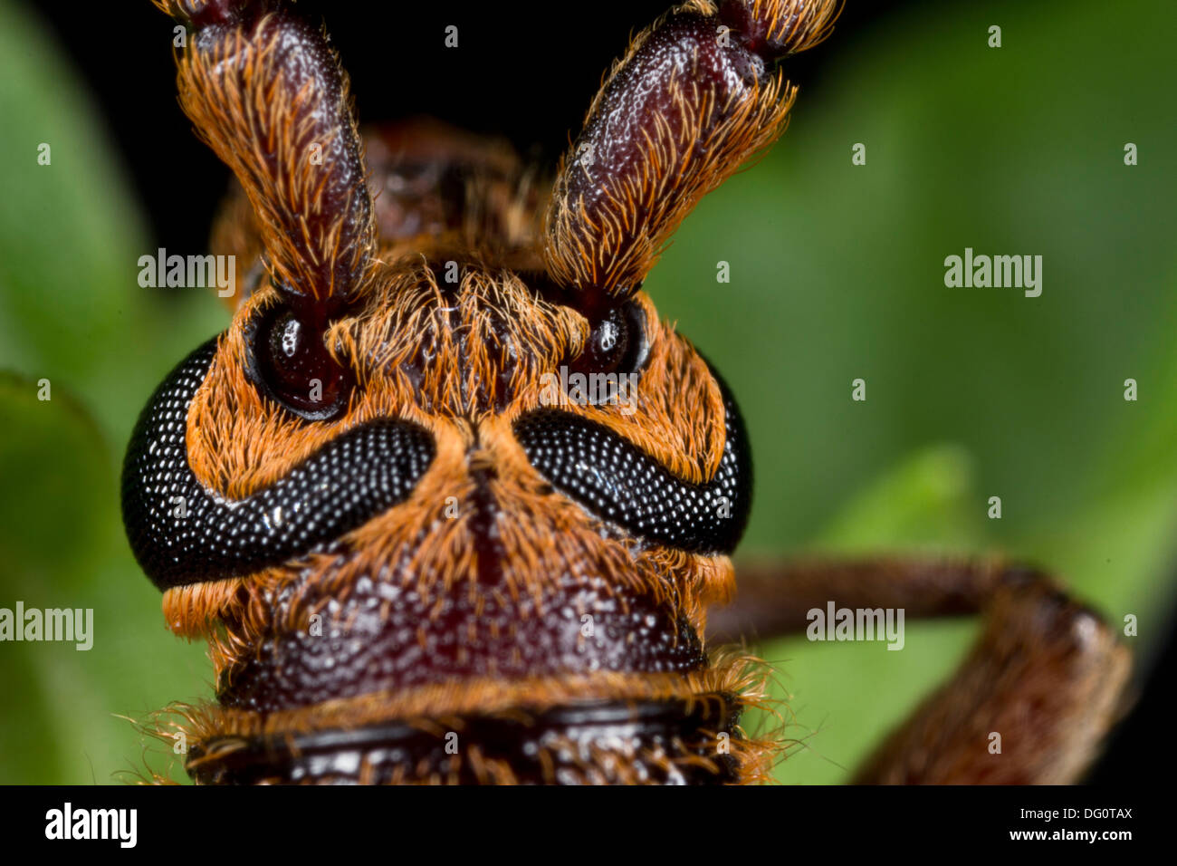 Long horned weevil hi-res stock photography and images - Alamy