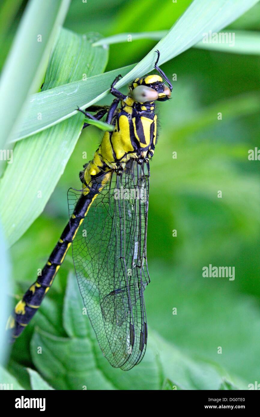 Gomphus Simillimus High Resolution Stock Photography and Images - Alamy