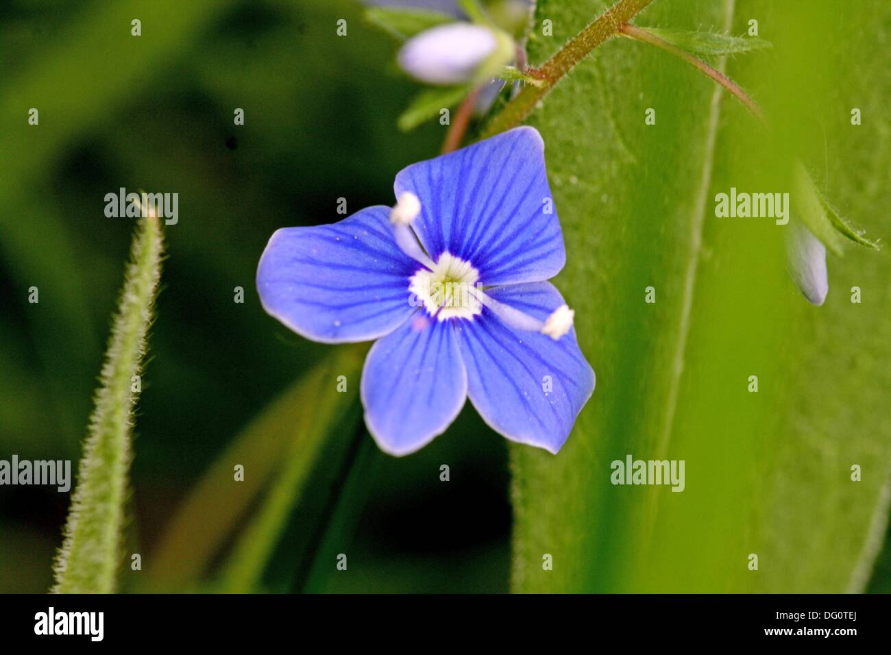 German Speedwell High Resolution Stock Photography and Images - Alamy