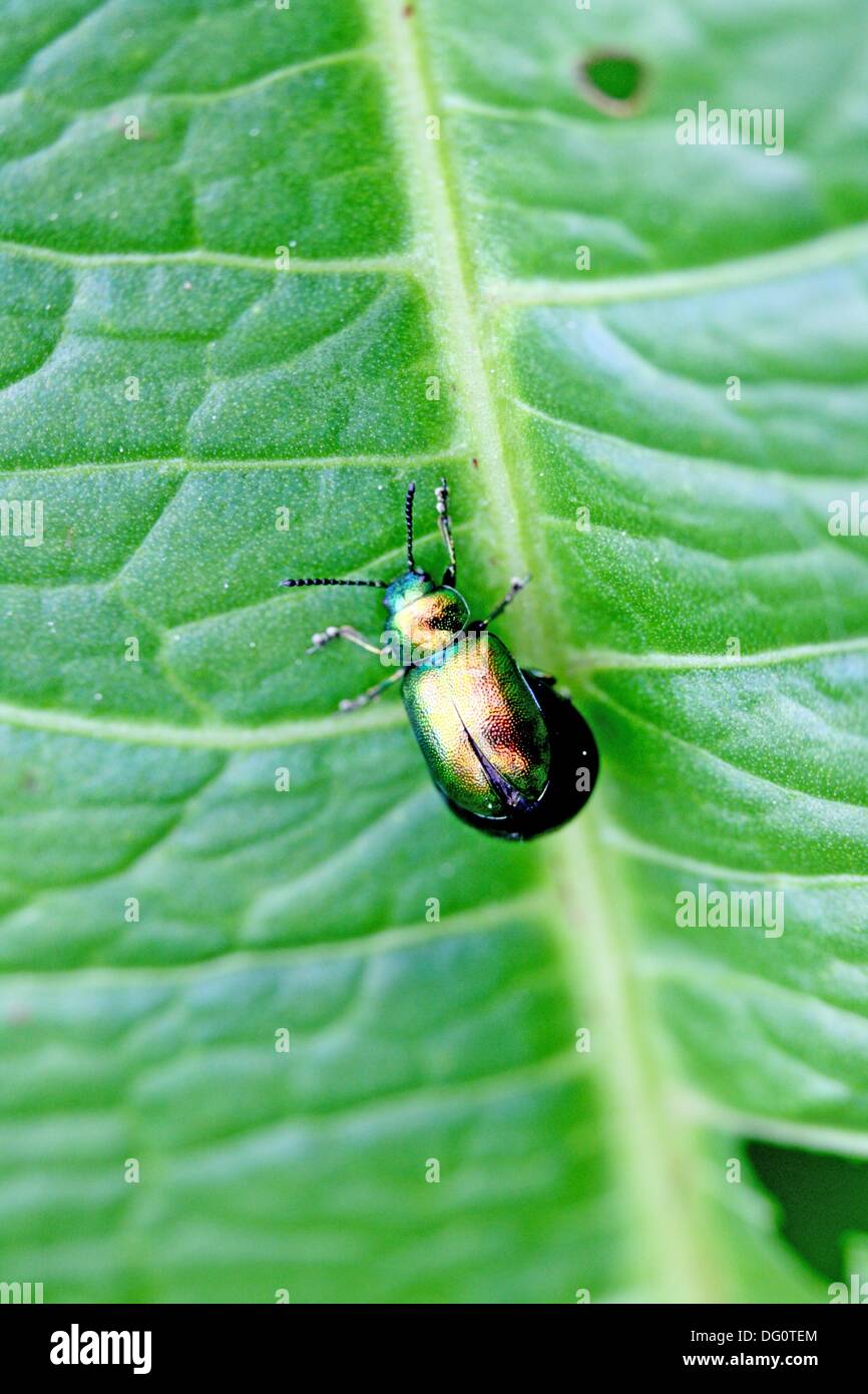 Tansy leaf beetle hi-res stock photography and images - Alamy