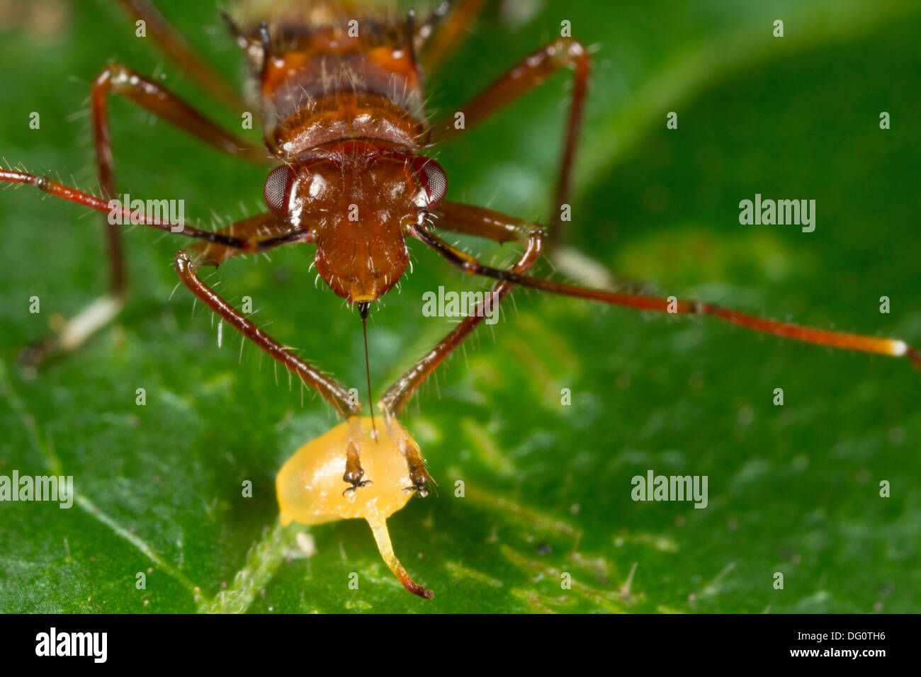 Assassin bug ants hi-res stock photography and images - Alamy