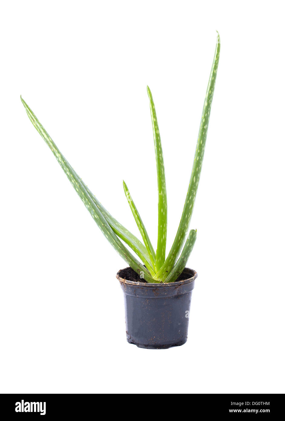 Aloe vera plant background Cut Out Stock Images & Pictures - Alamy
