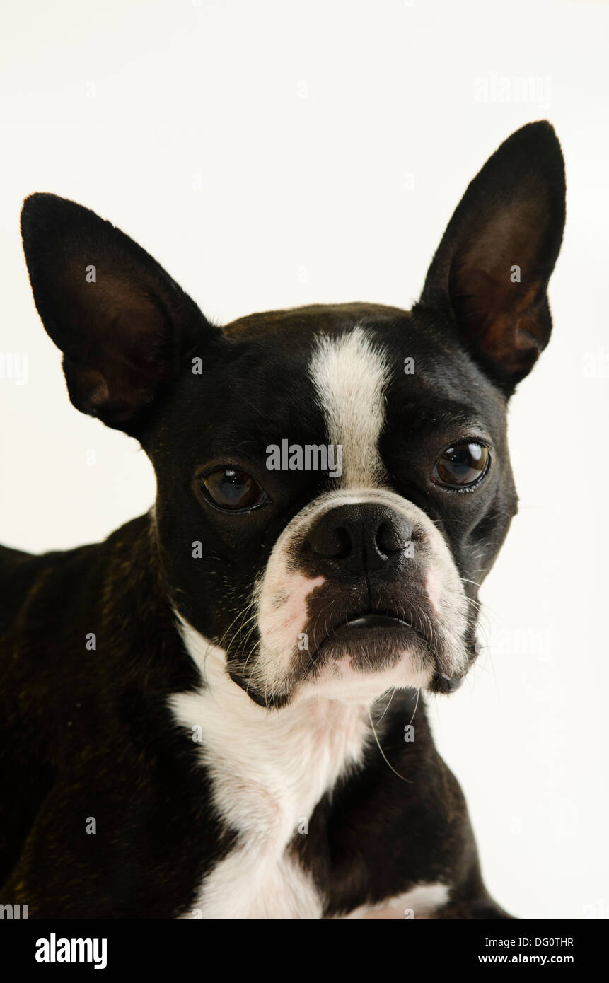 portrait of a black and white boston terrier dog on a white background ...