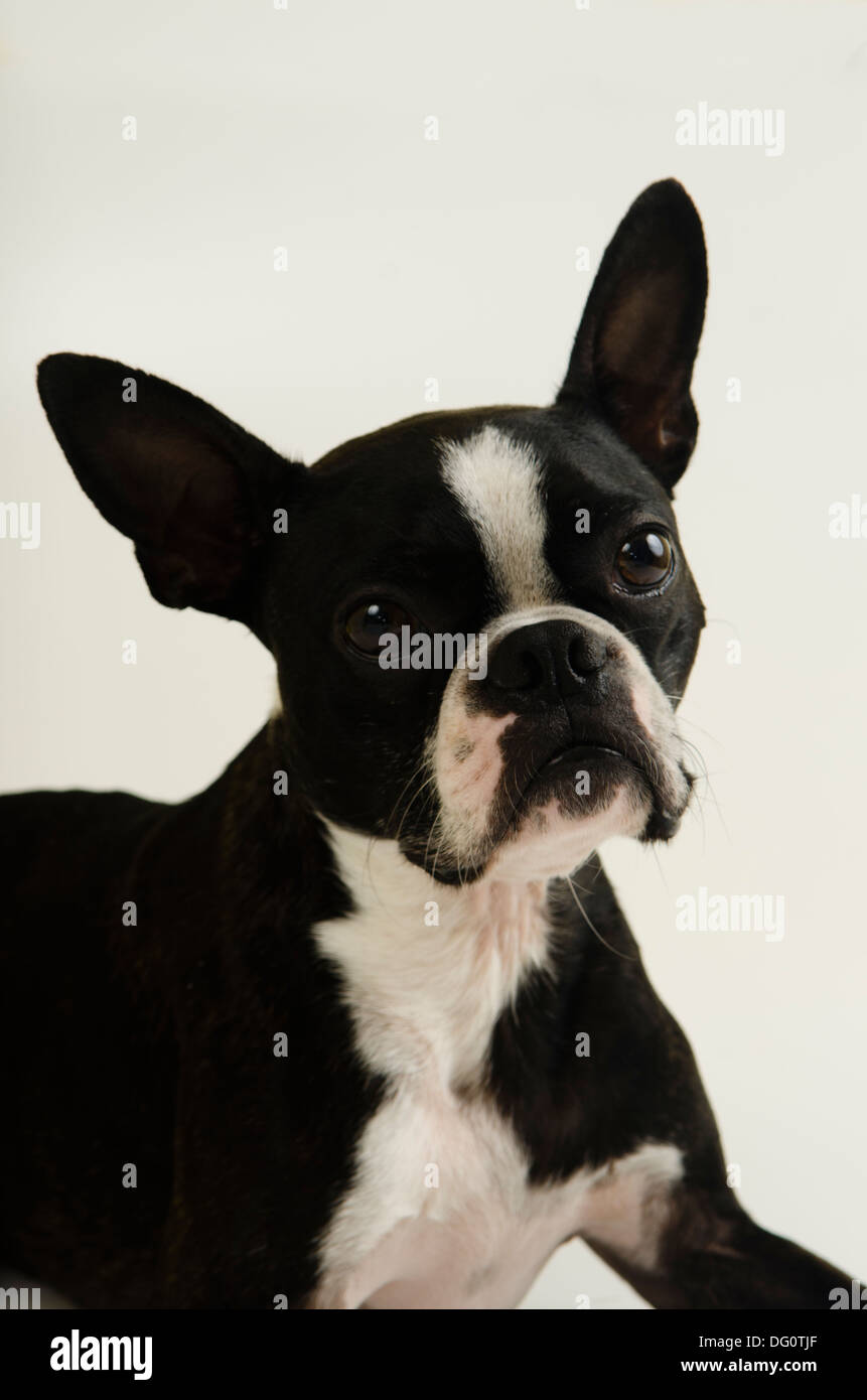 portrait of a black and white boston terrier dog on a white background ...