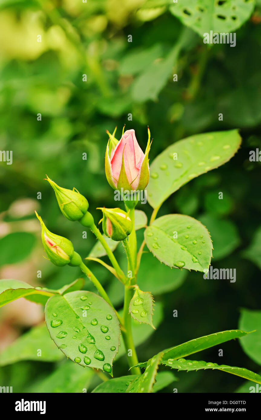 Pink Rose Bud High Resolution Stock Photography and Images - Alamy
