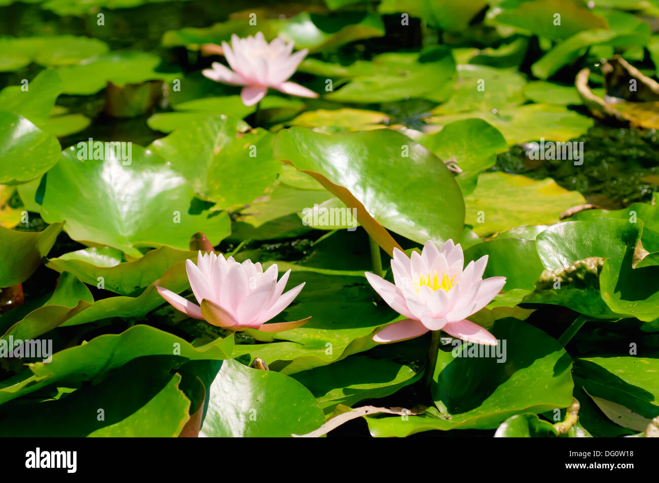 Swamp delicate pink flowers hi-res stock photography and images - Alamy