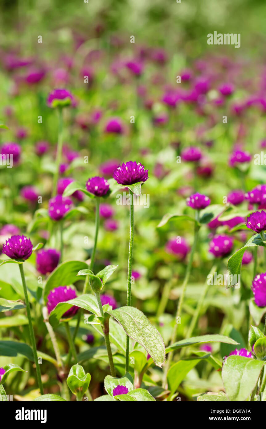 Spring pink flowers Stock Photo - Alamy