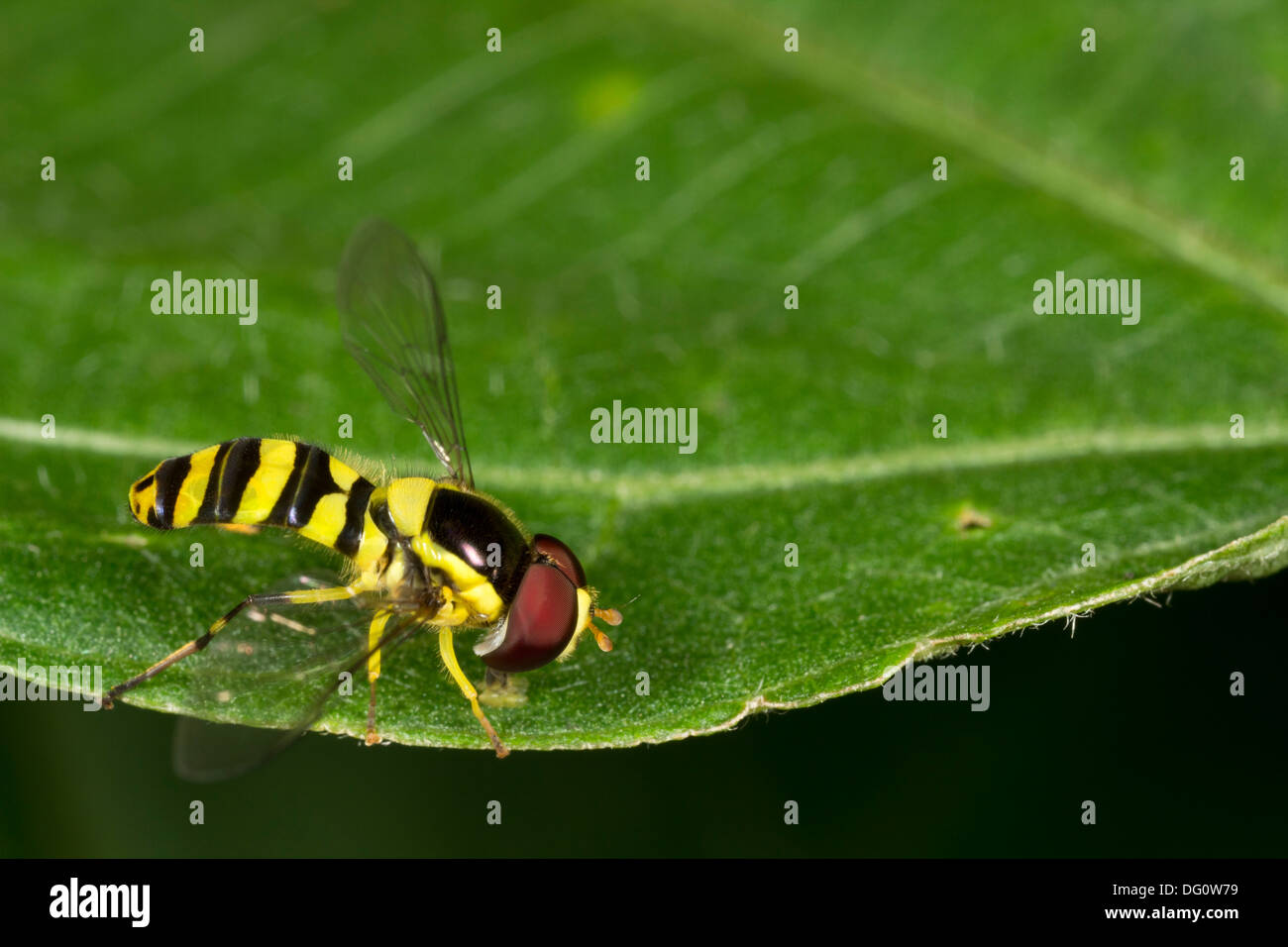 Hoover fly hi-res stock photography and images - Alamy