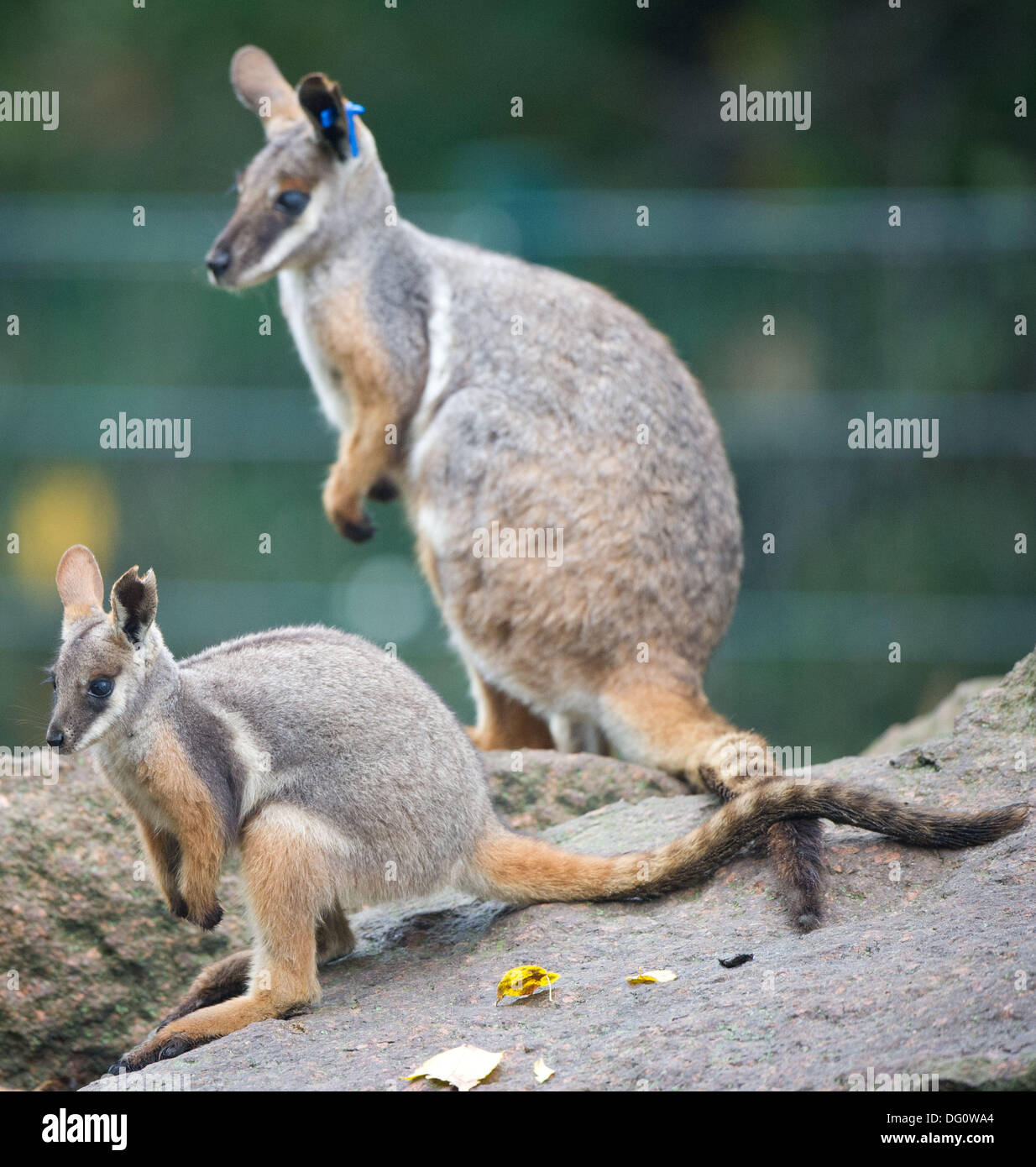 Endangered species in zoos hi-res stock photography and images - Alamy