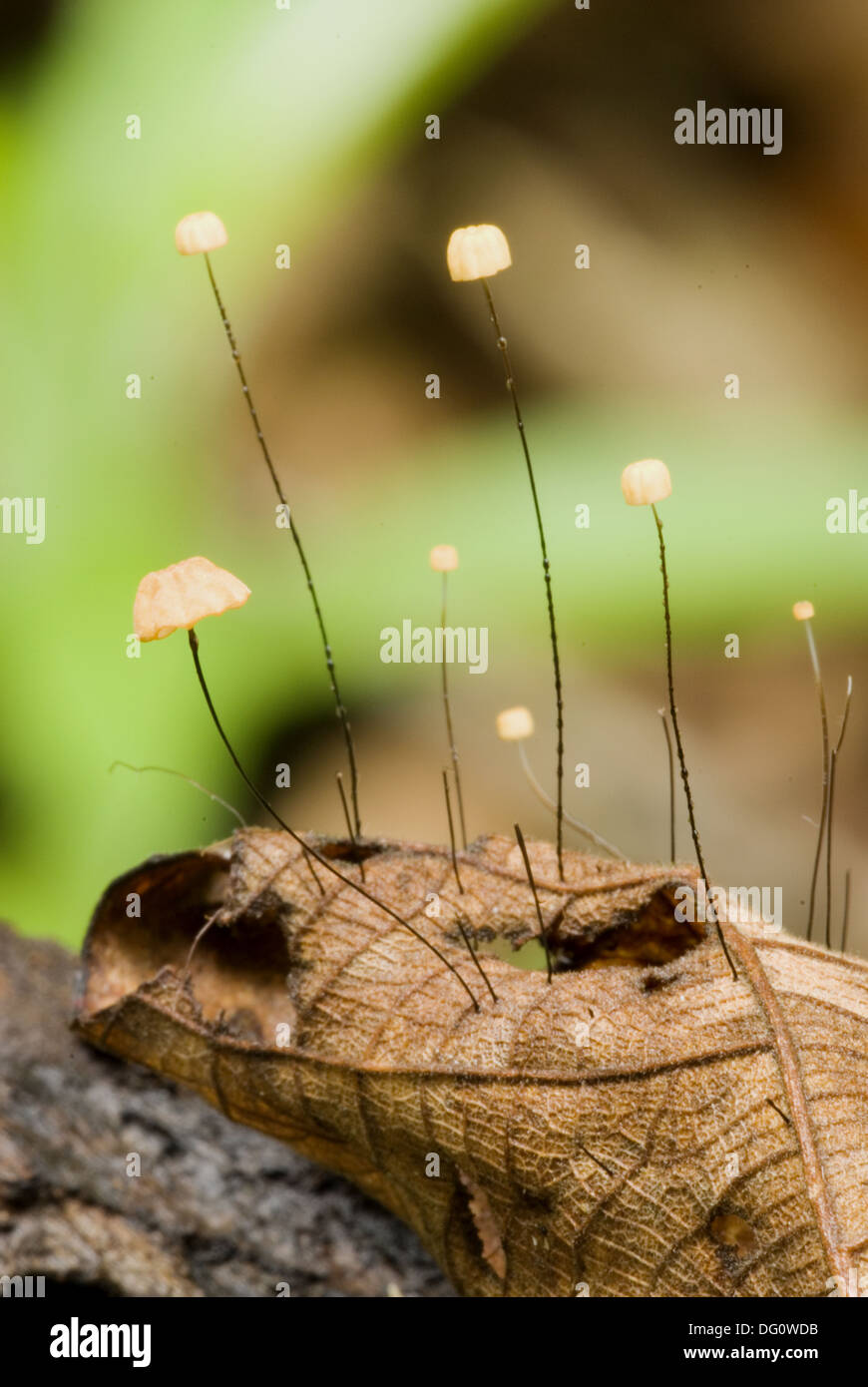 Tiny mushrooms grow on dead leaf Stock Photo - Alamy